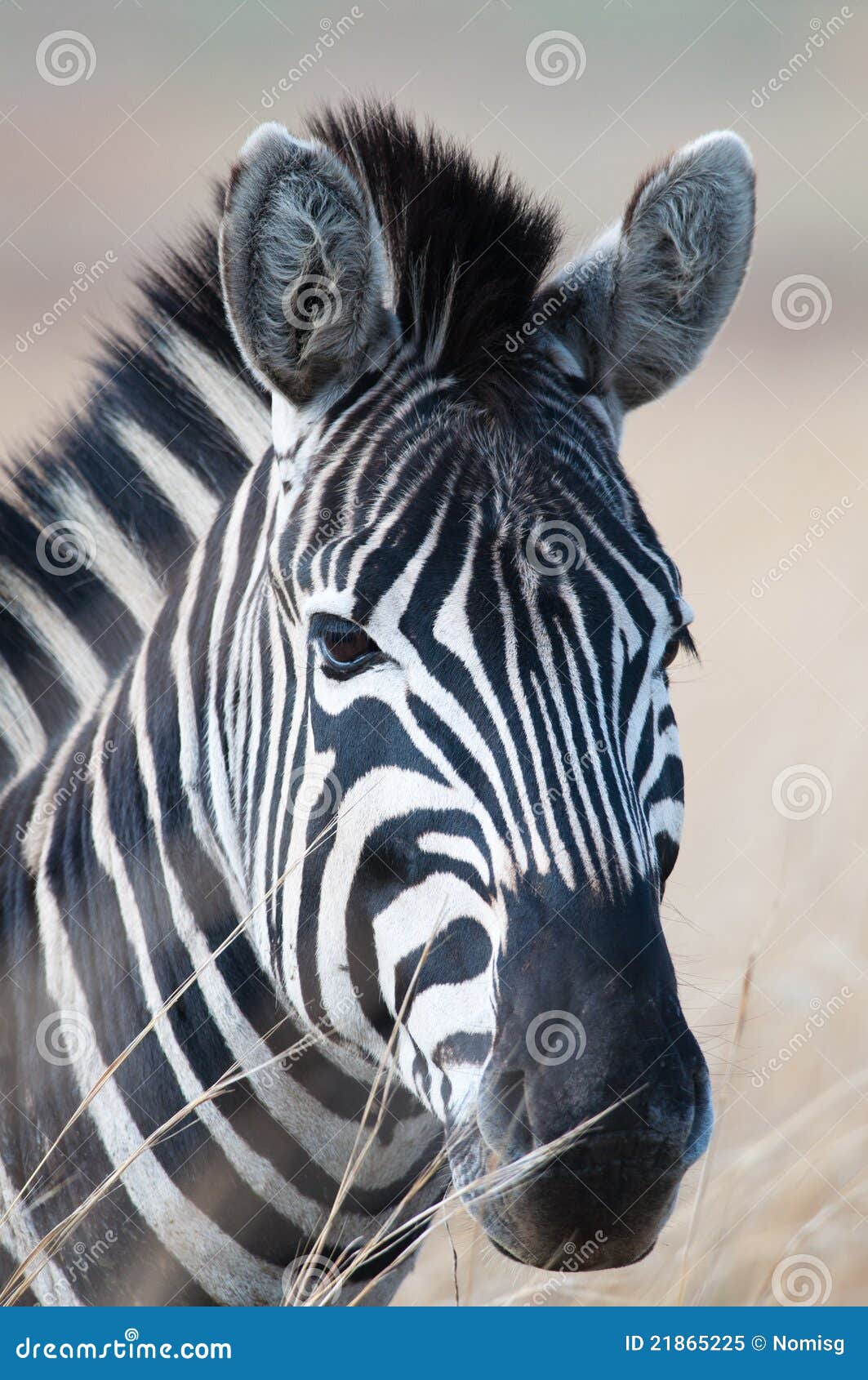 Zebra portrait left stock image. Image of black, head - 21865225
