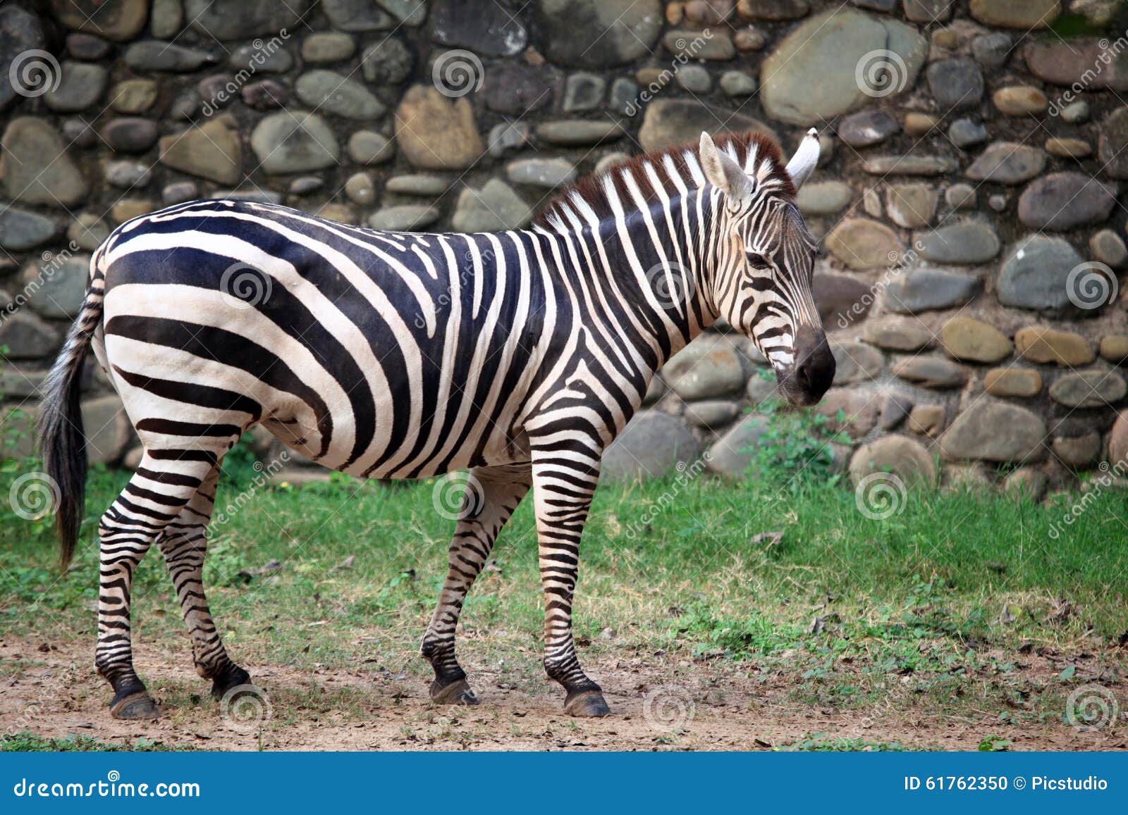 Zebra stock photo. Image of popular, wild, nature, pattern - 61762350