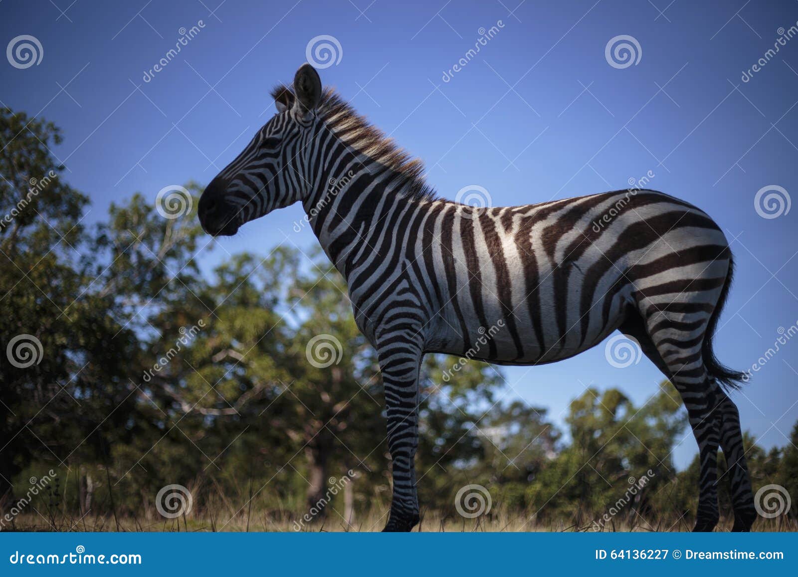 Zebra stock image. Image of africa, side, pride, detailed - 64136227
