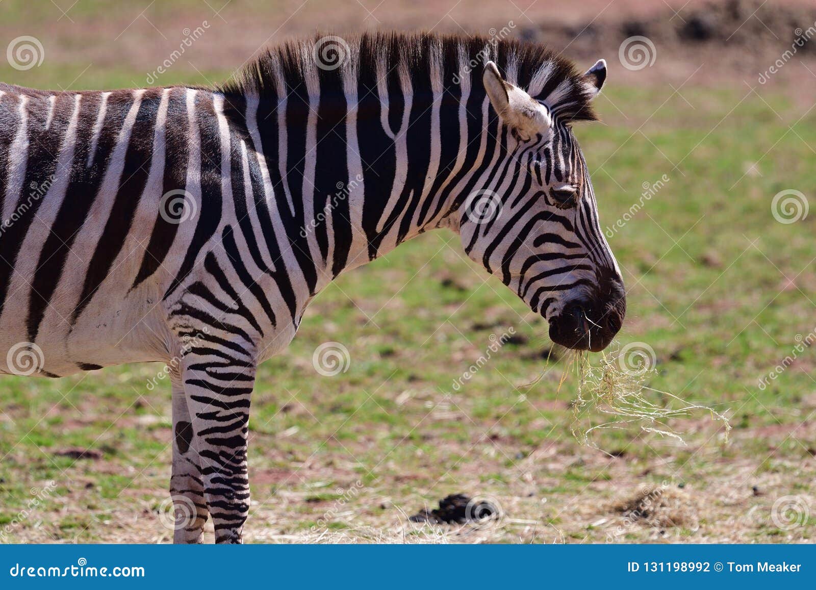Zebra portrait stock photo. Image of daytime, beauty - 131198992