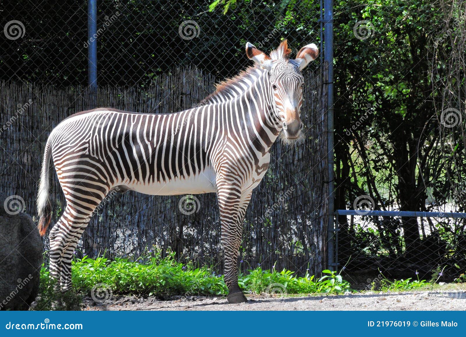 Zebra Posing stock image. Image of closeups, horse, eyes - 21976019