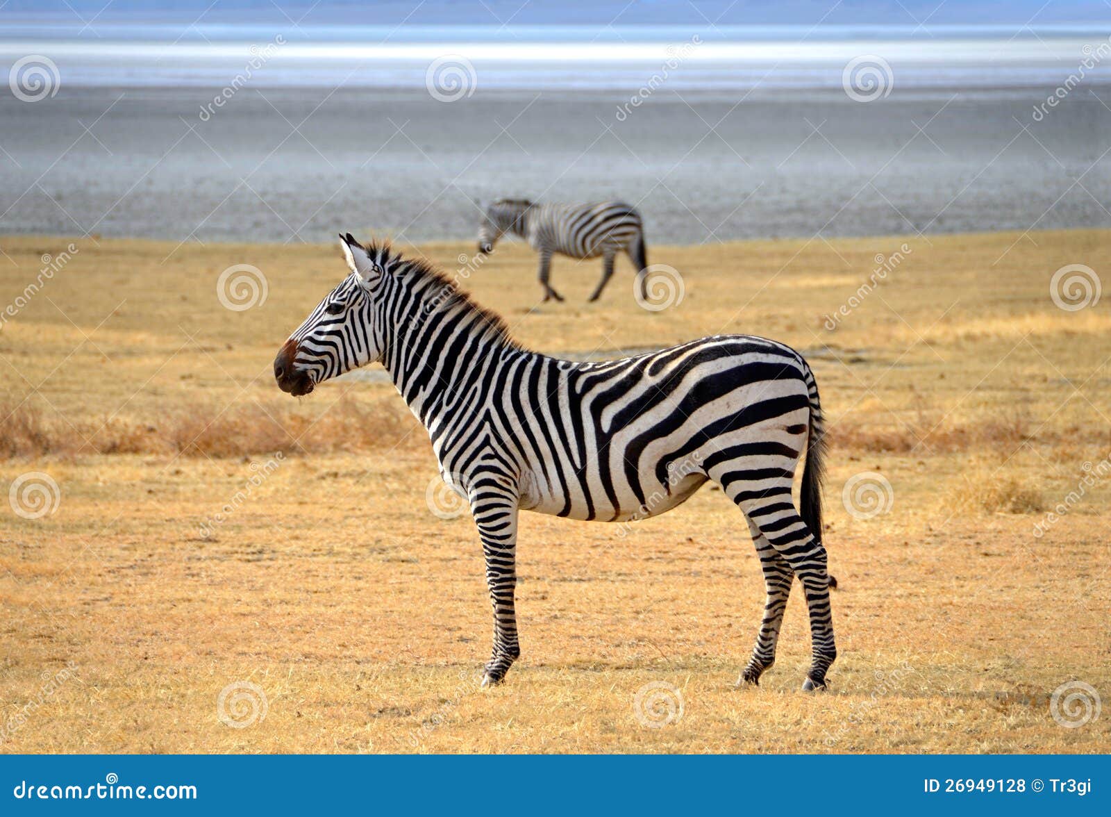 Zebra Posing and Curiously Looking on Safari Stock Photo - Image of ...