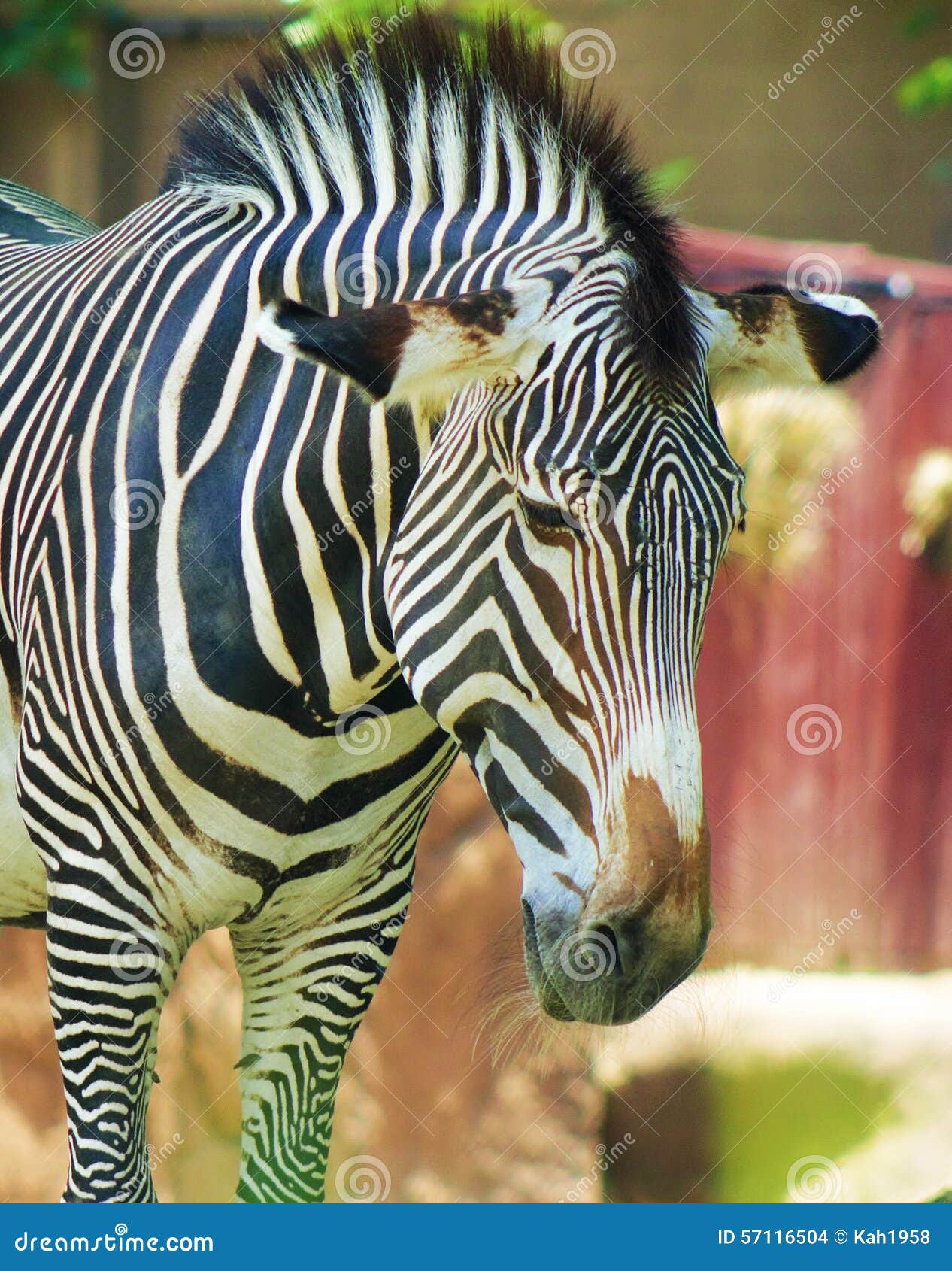 Zebra stock photo. Image of summer, zebra, posing - 57116504
