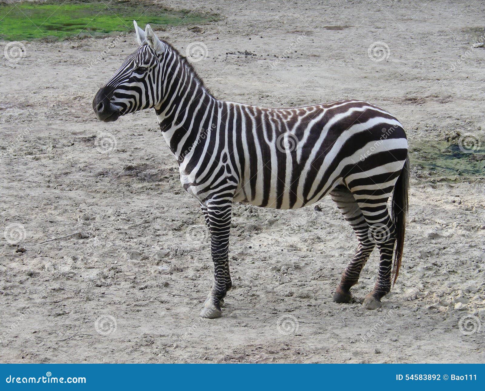 Zebra stock photo. Image of mammals, nature, animal, zebra - 54583892