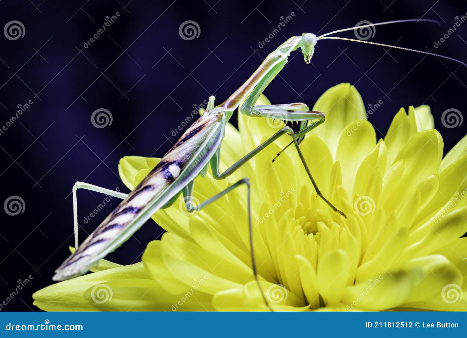 Zebra Praying Mantis on a Yellow Flower Stock Photo - Image of ...