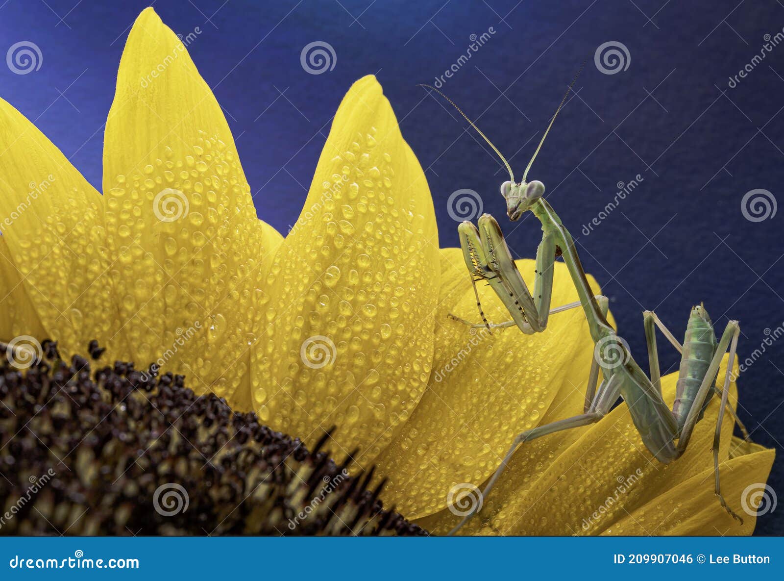 Zebra Praying Mantis stock photo. Image of indoor, beauty - 209907046