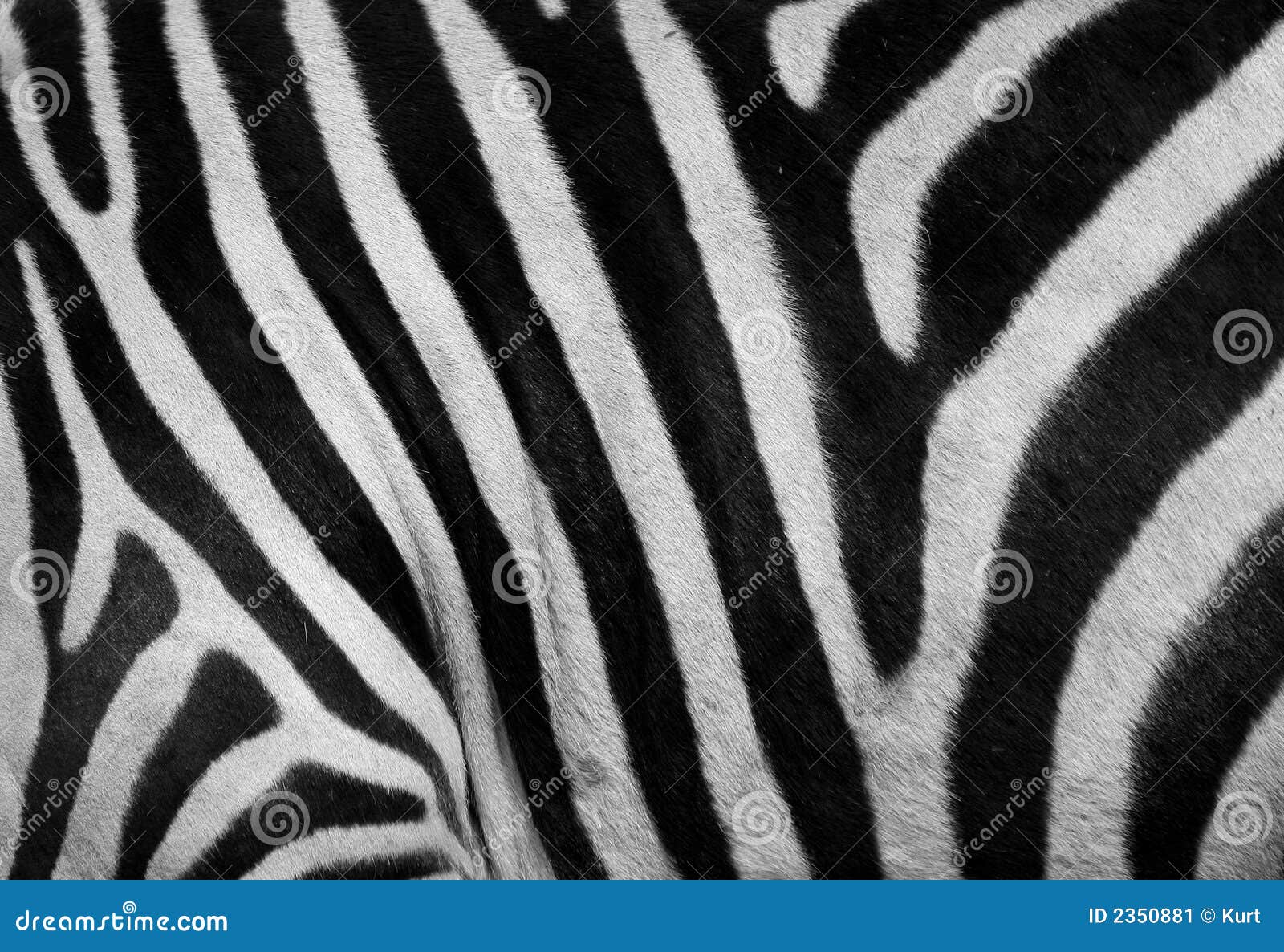 Zebra print stock image. Image of skin, stripes, nature - 2350881