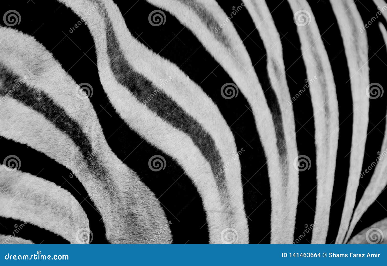 Zebra Print Design and Seamless Pattern in Black and White and Colors ...