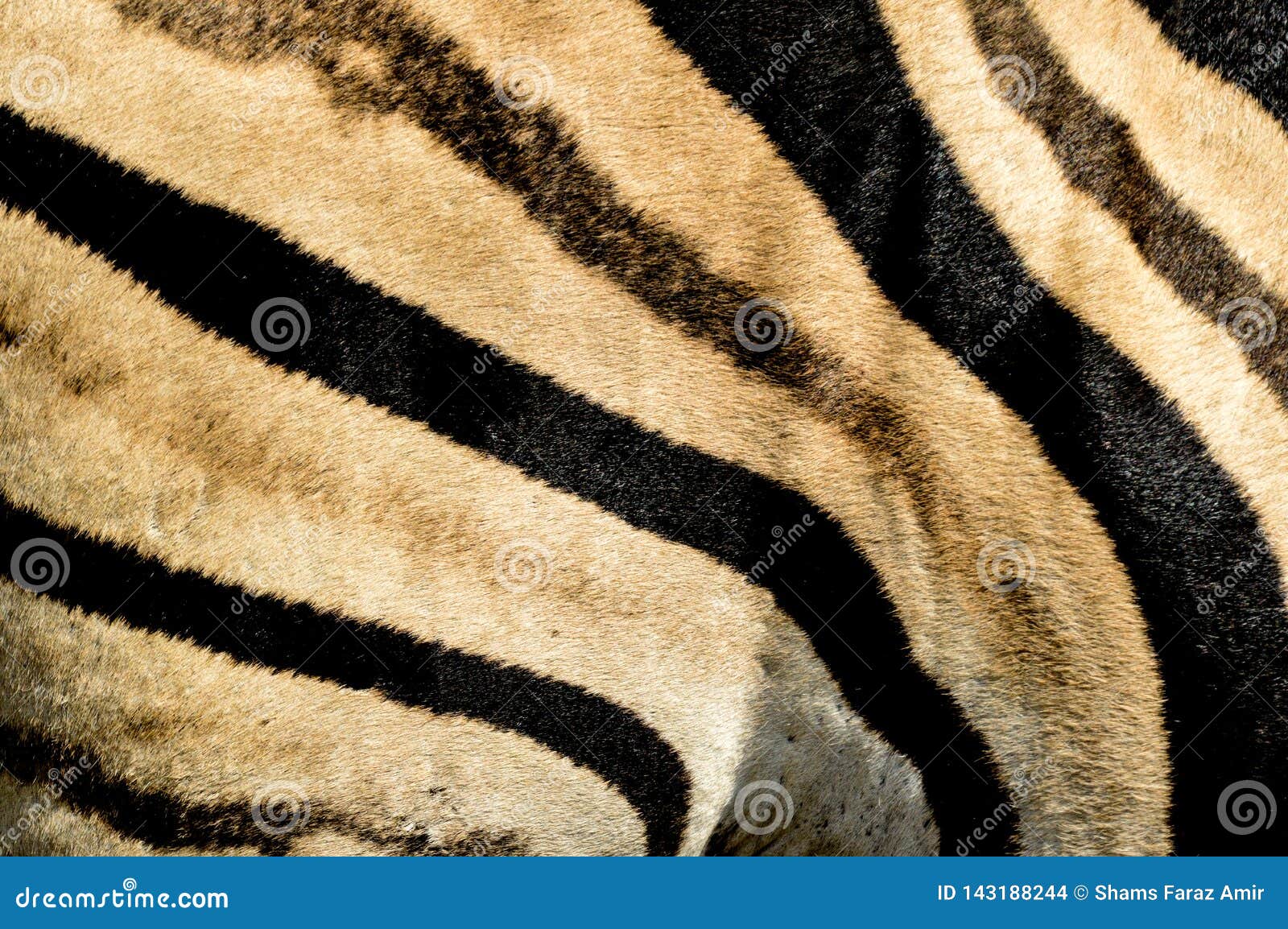 Real Zebra Print