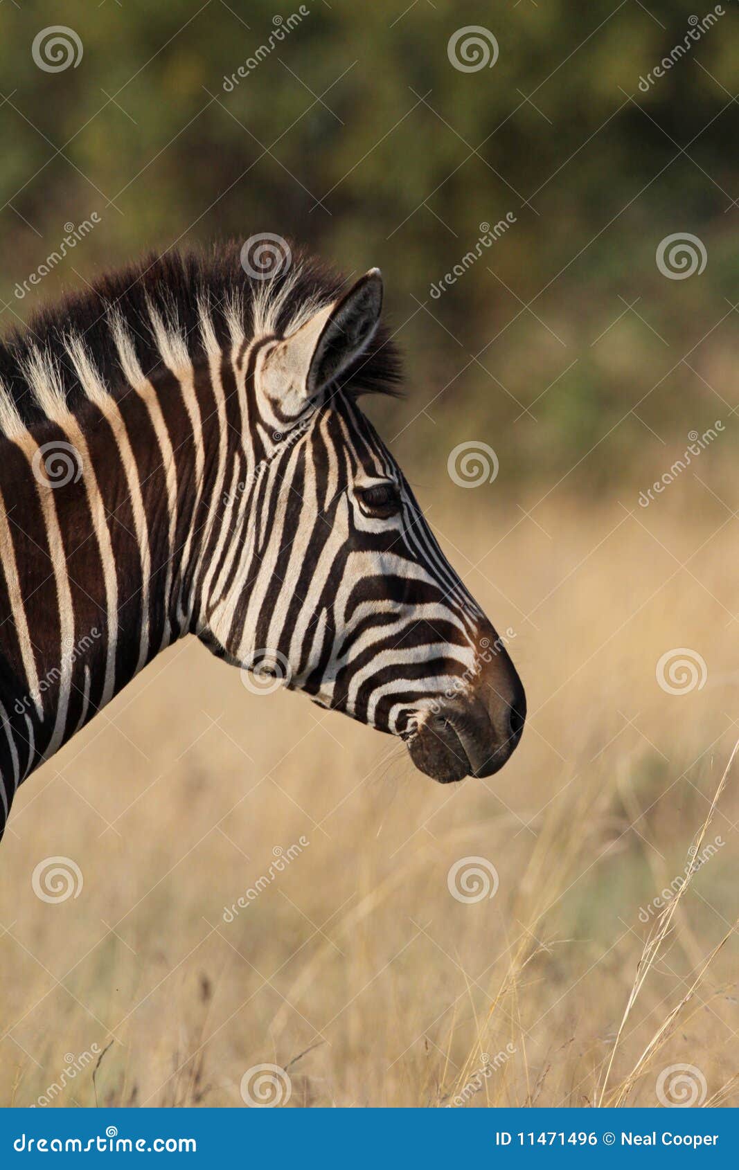 Zebra profile stock photo. Image of southern, grazer - 11471496
