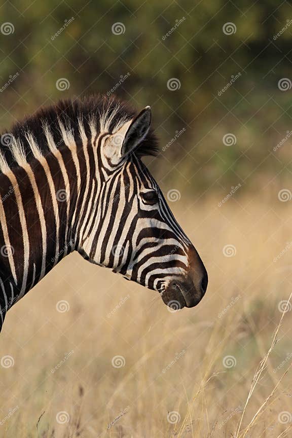 Zebra profile stock photo. Image of southern, grazer - 11471496