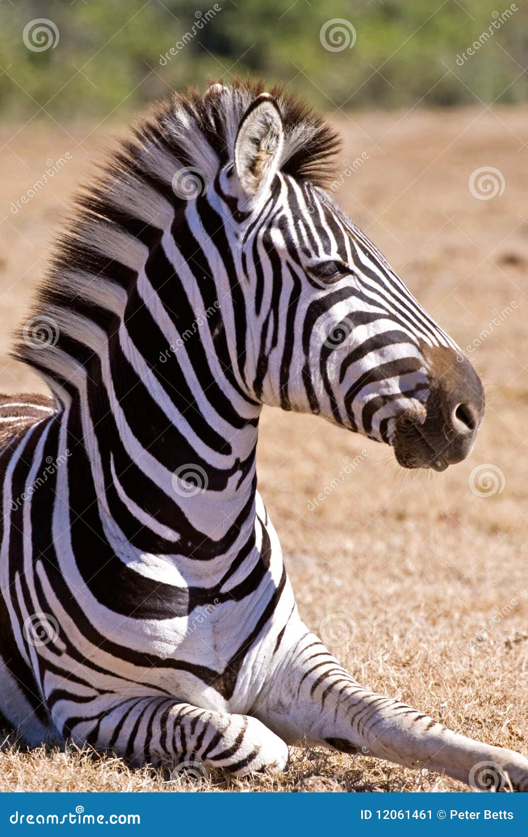 Zebra Profile stock image. Image of stripes, mane, safari - 12061461
