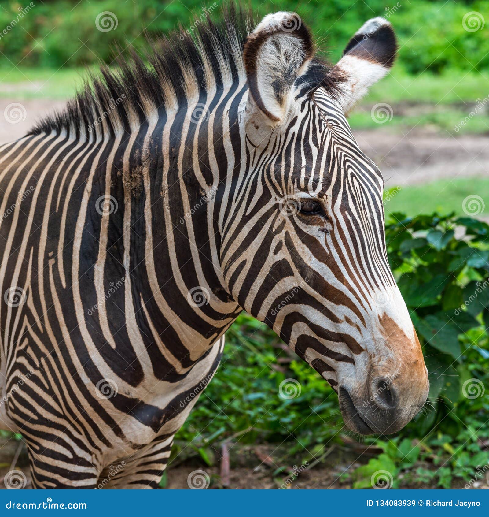 Zebra Profile and Head Shot Stock Image - Image of black, profile ...