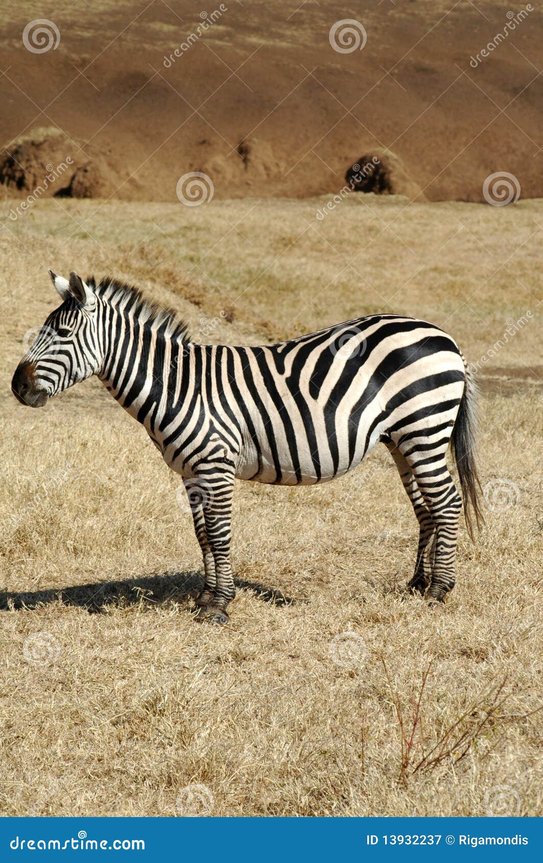 Zebra profile stock image. Image of tanzania, africa - 13932237