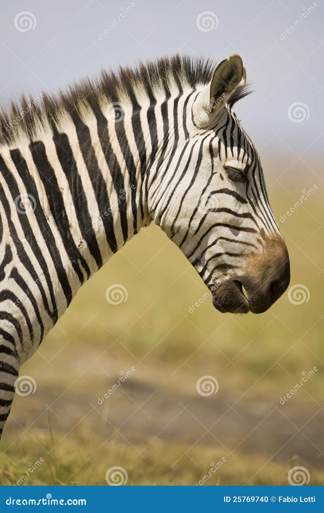 Zebra in profile stock photo. Image of mammal, white - 25769740