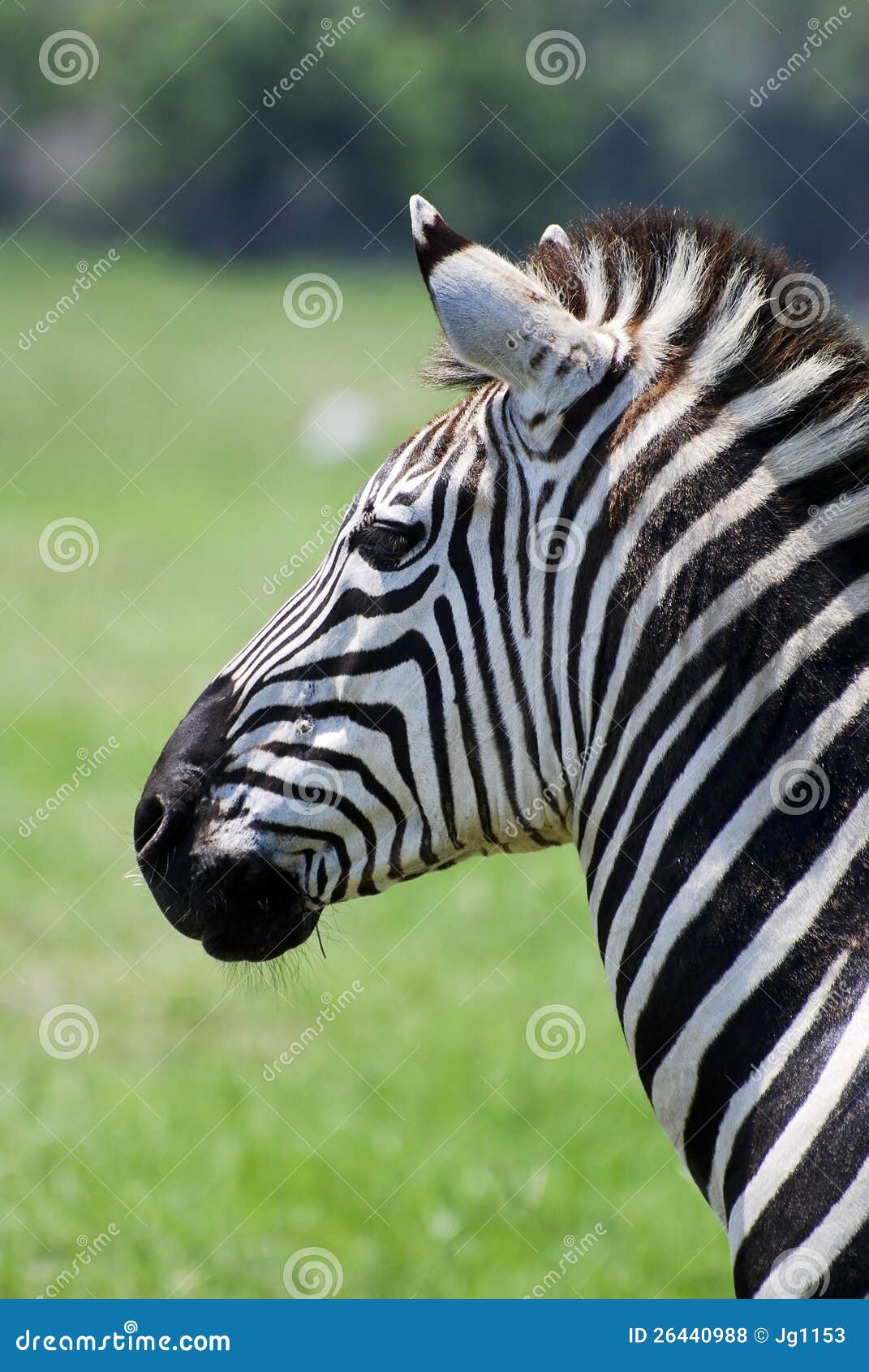 Zebra Profile stock photo. Image of mammal, equus, burchells - 26440988