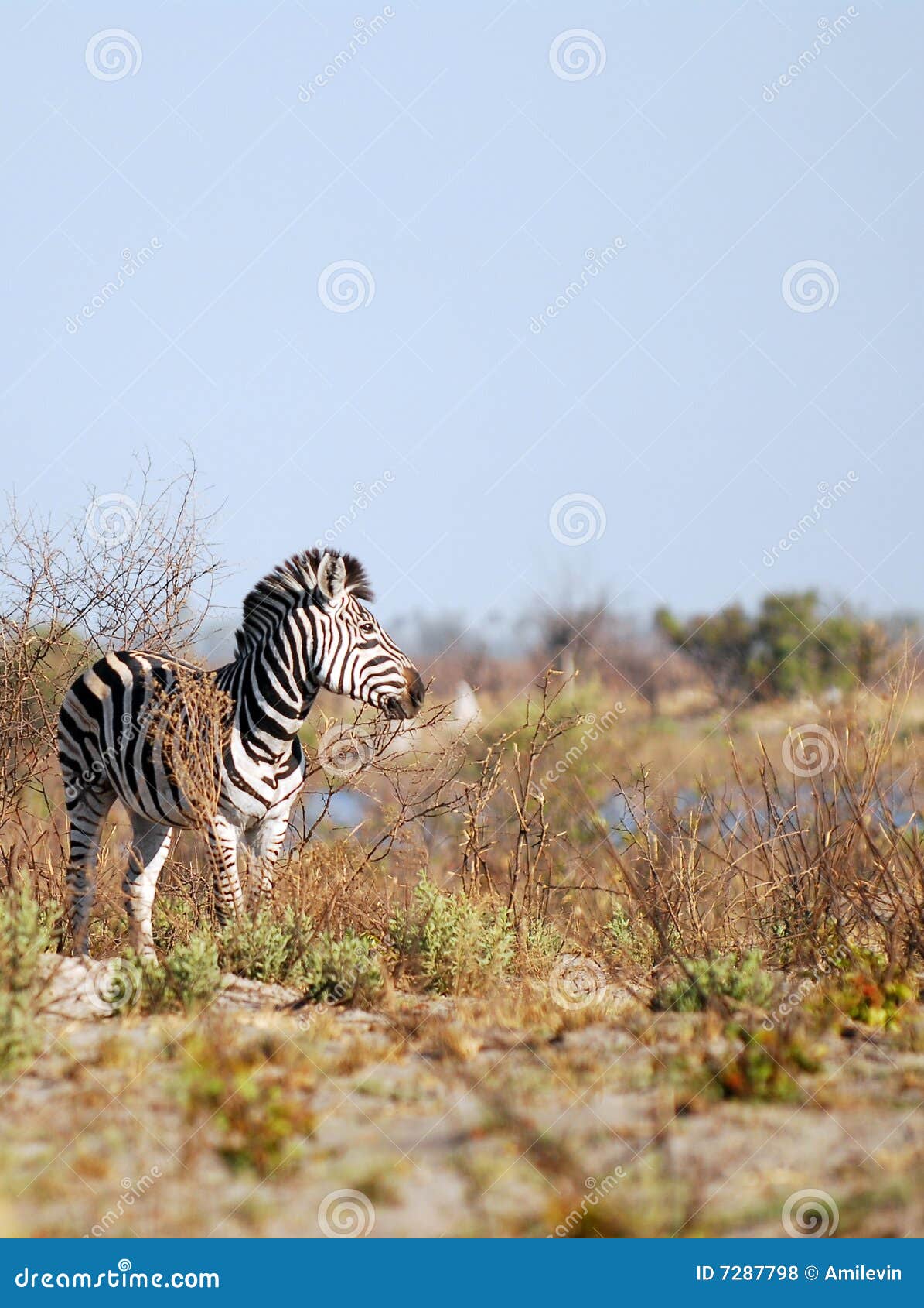 Zebra profile stock photo. Image of blend, blended, hiding - 7287798