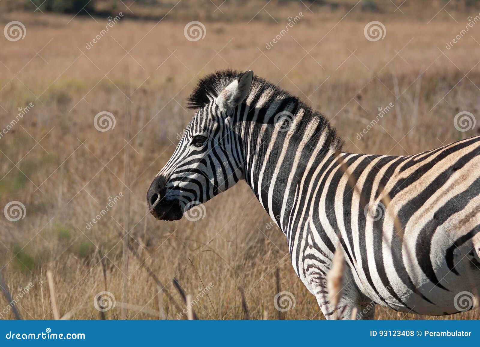 ZEBRA PROFILE stock photo. Image of contrasting, white - 93123408