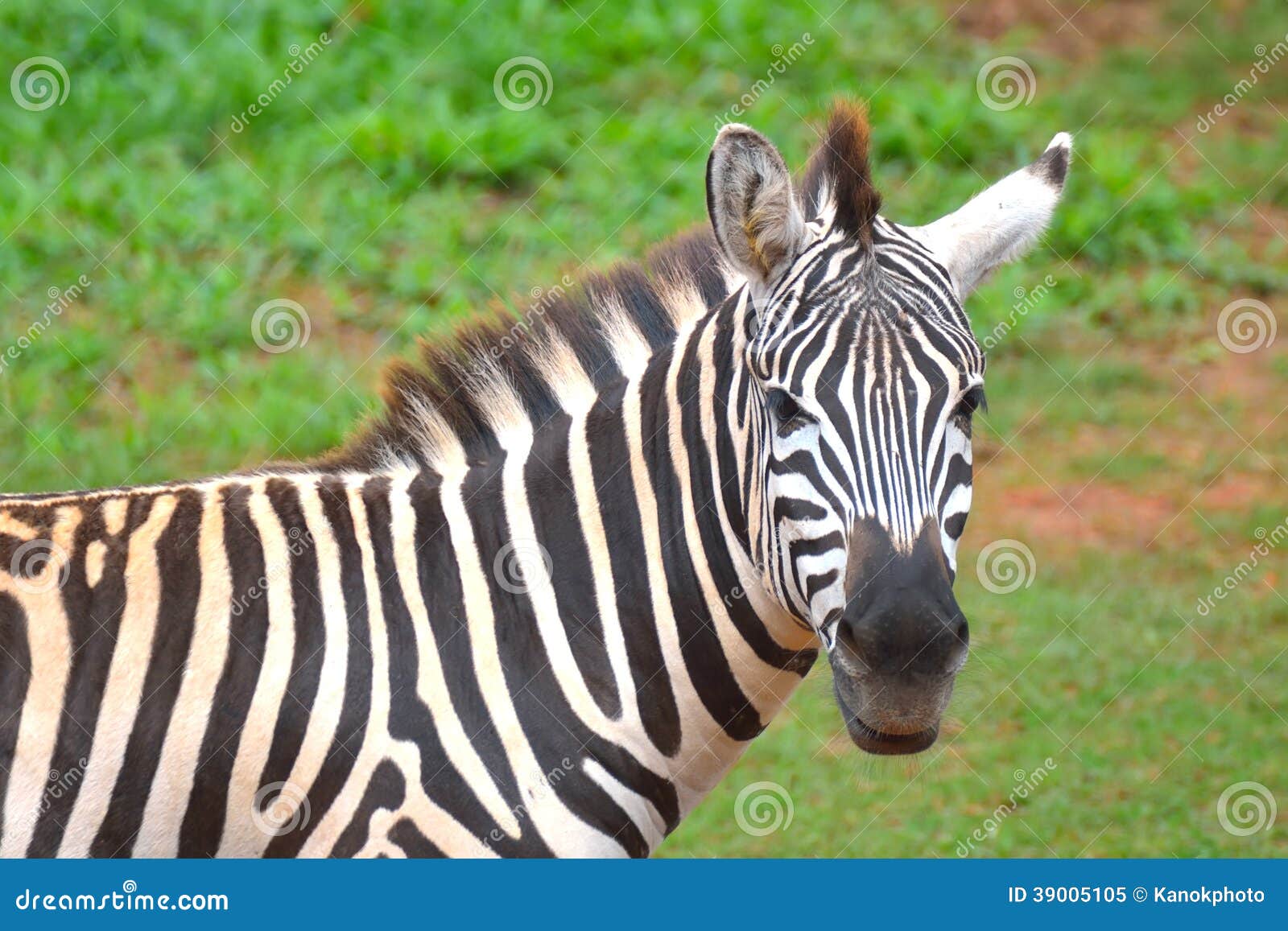Zebra stock image. Image of profile, stripes, white, mammal - 39005105