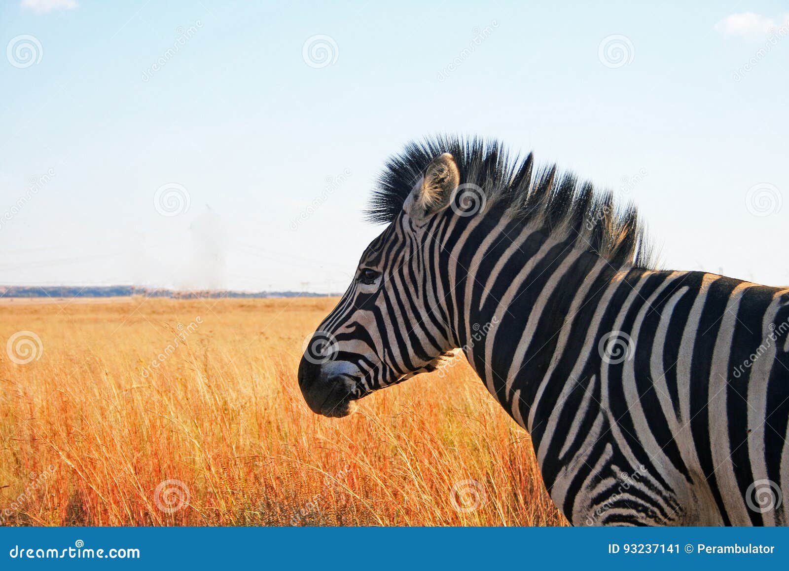 ZEBRA PROFILE stock image. Image of wildlife, striped - 93237141