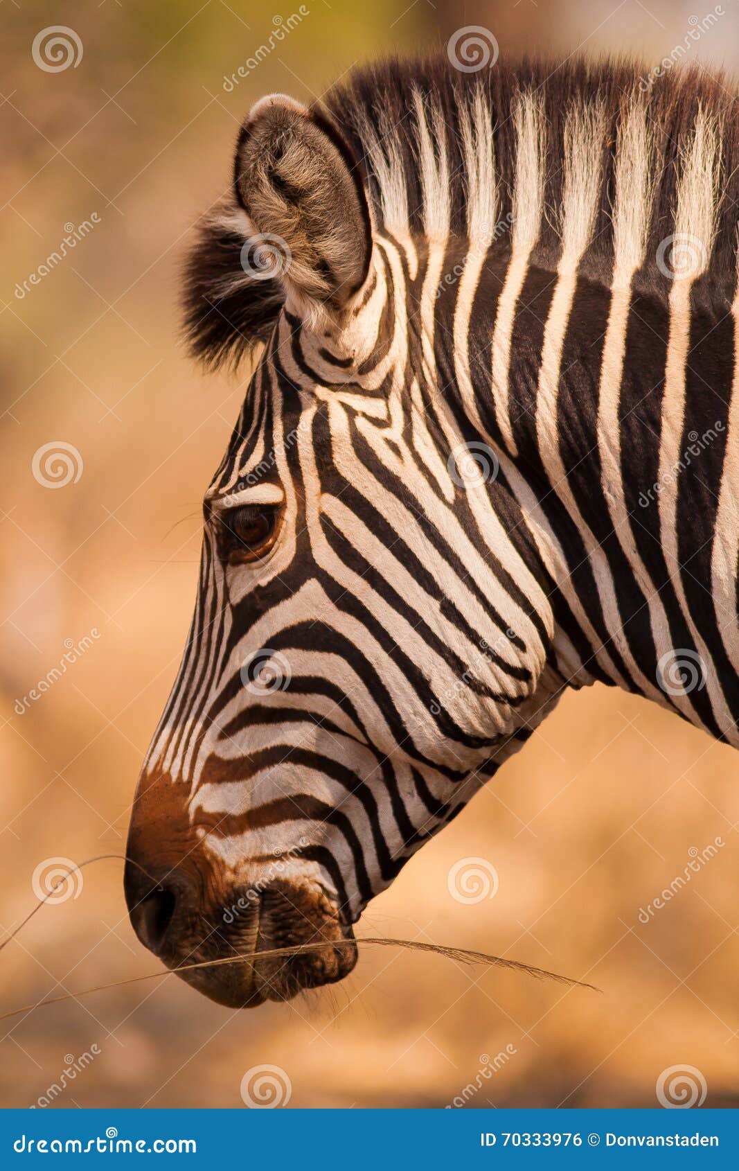 Zebra stock photo. Image of travel, national, stripe - 70333976