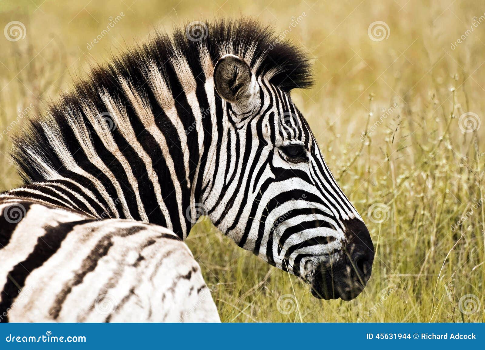 Zebra profile stock photo. Image of park, animal, conservation - 45631944