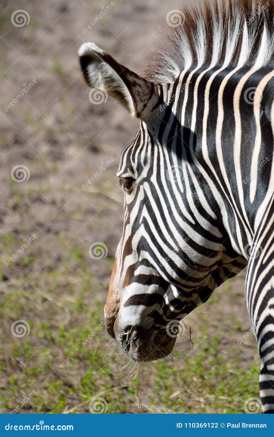 Zebra profile stock photo. Image of mammal, reserve - 110369122