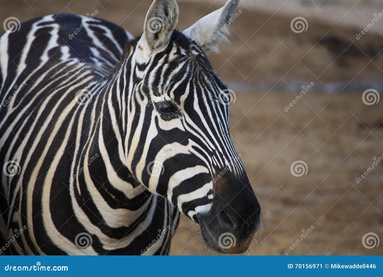 Zebra profile stock image. Image of profile, white, zebra - 70156971