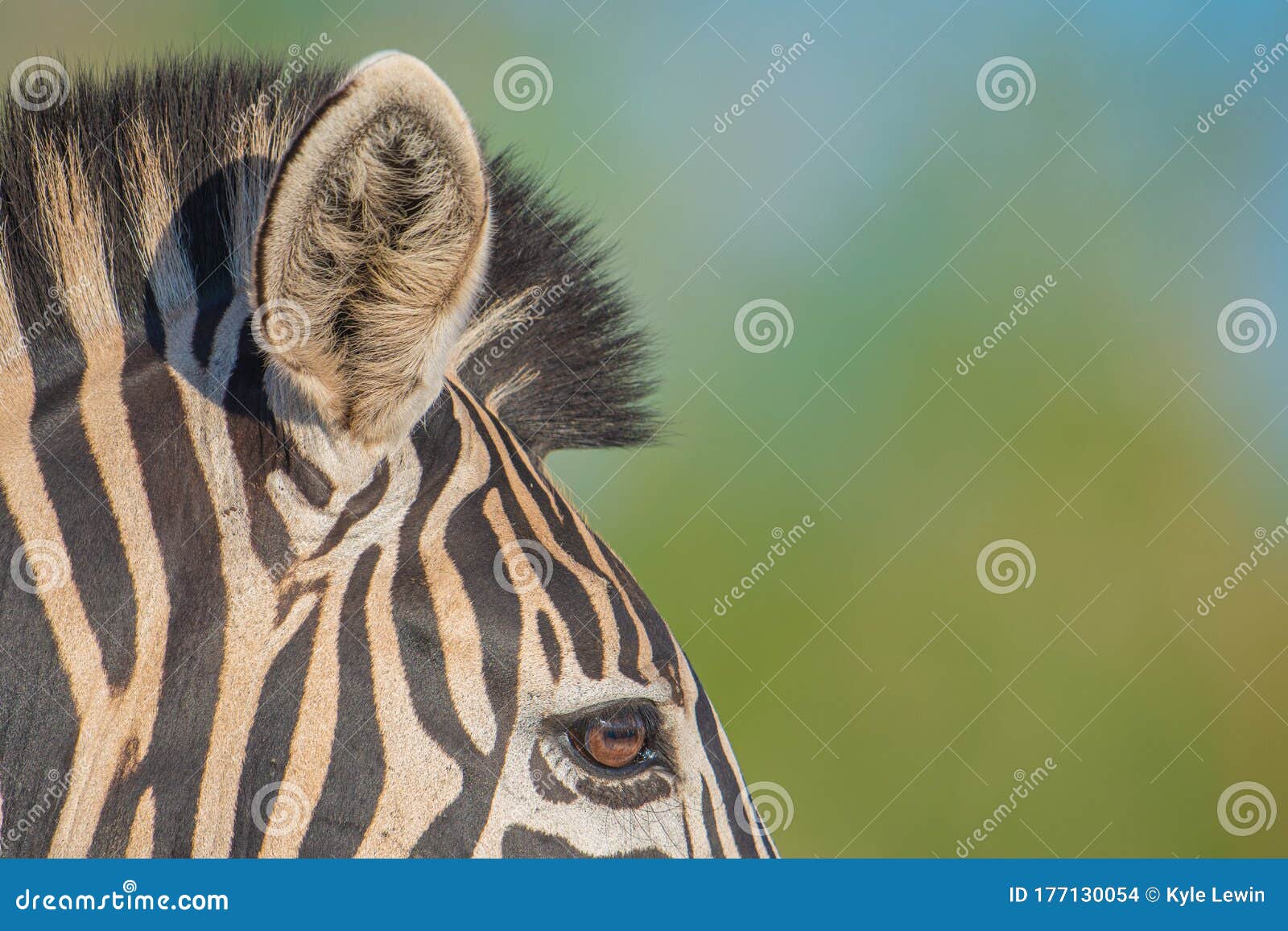 Zebra profile to the side stock photo. Image of profile - 177130054