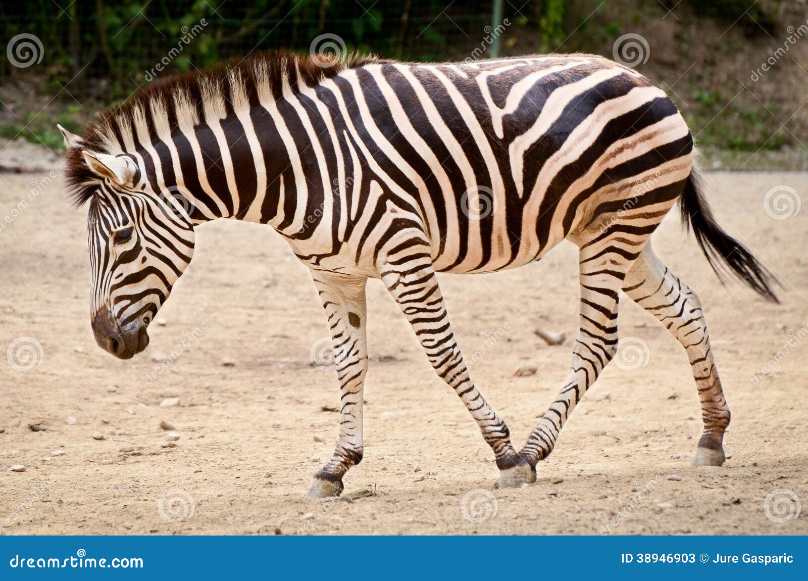Zebra - quagga di equus immagine stock. Immagine di nero - 38946903