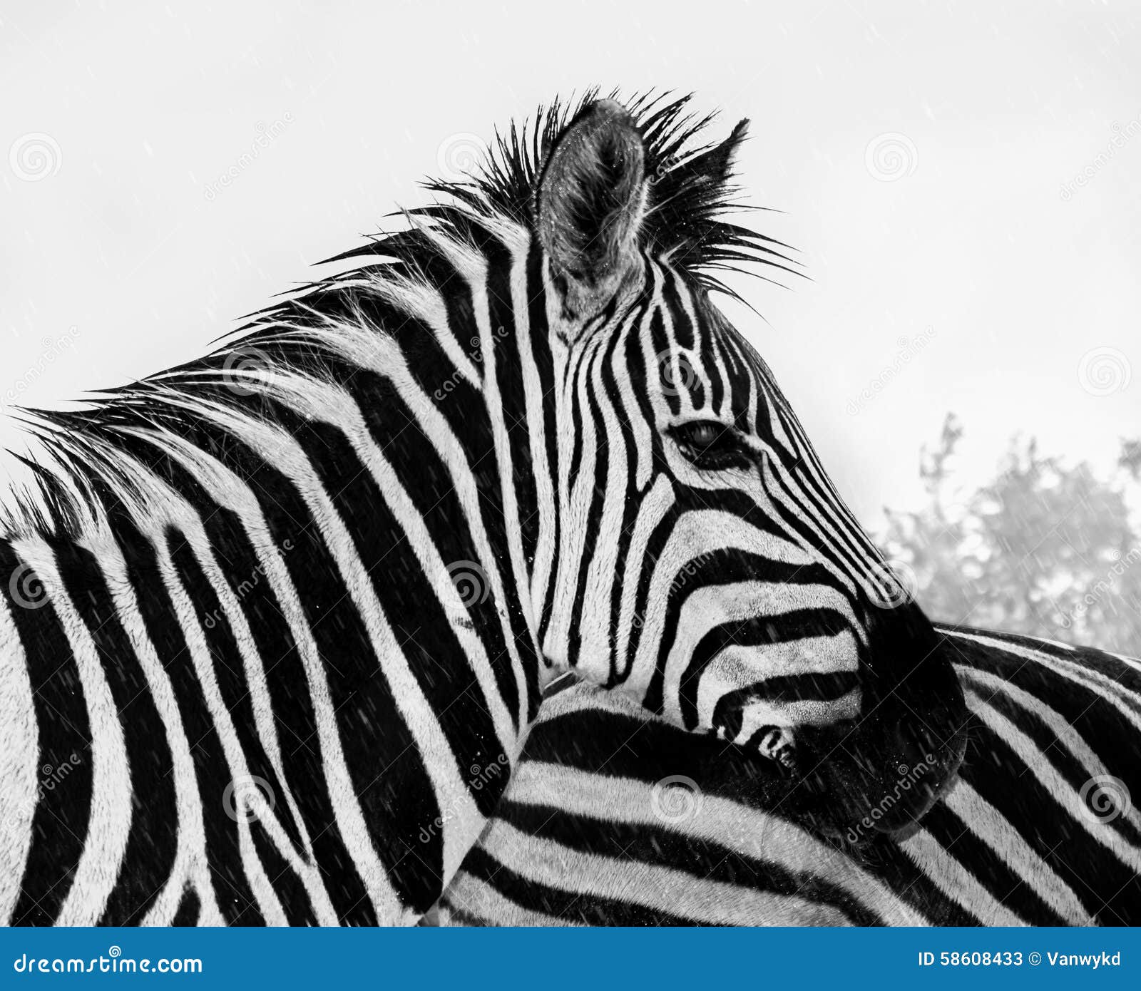 Zebra In The Rain Trough My Window Stock Photography | CartoonDealer ...