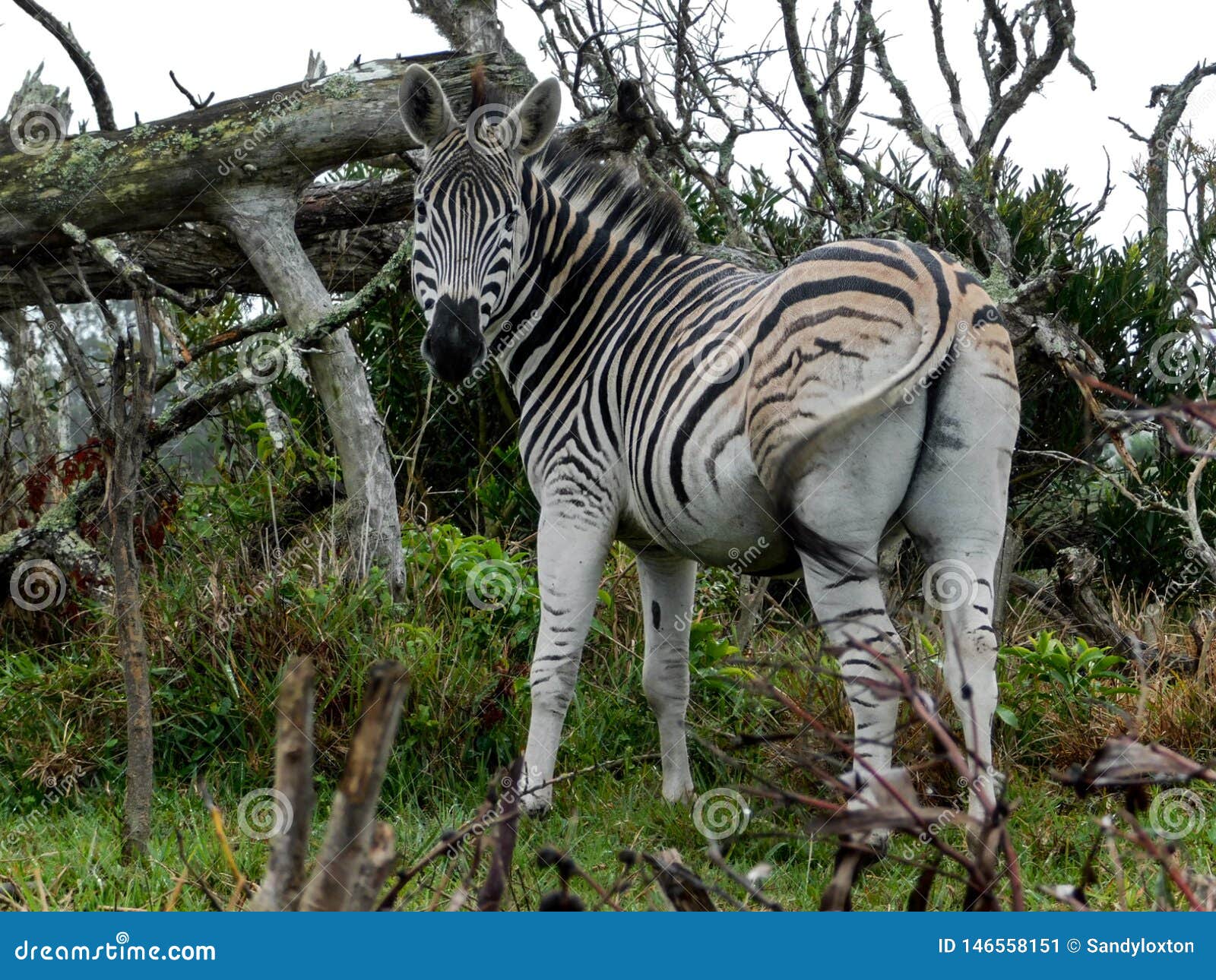 Zebra In The Rain Trough My Window Stock Photography | CartoonDealer ...