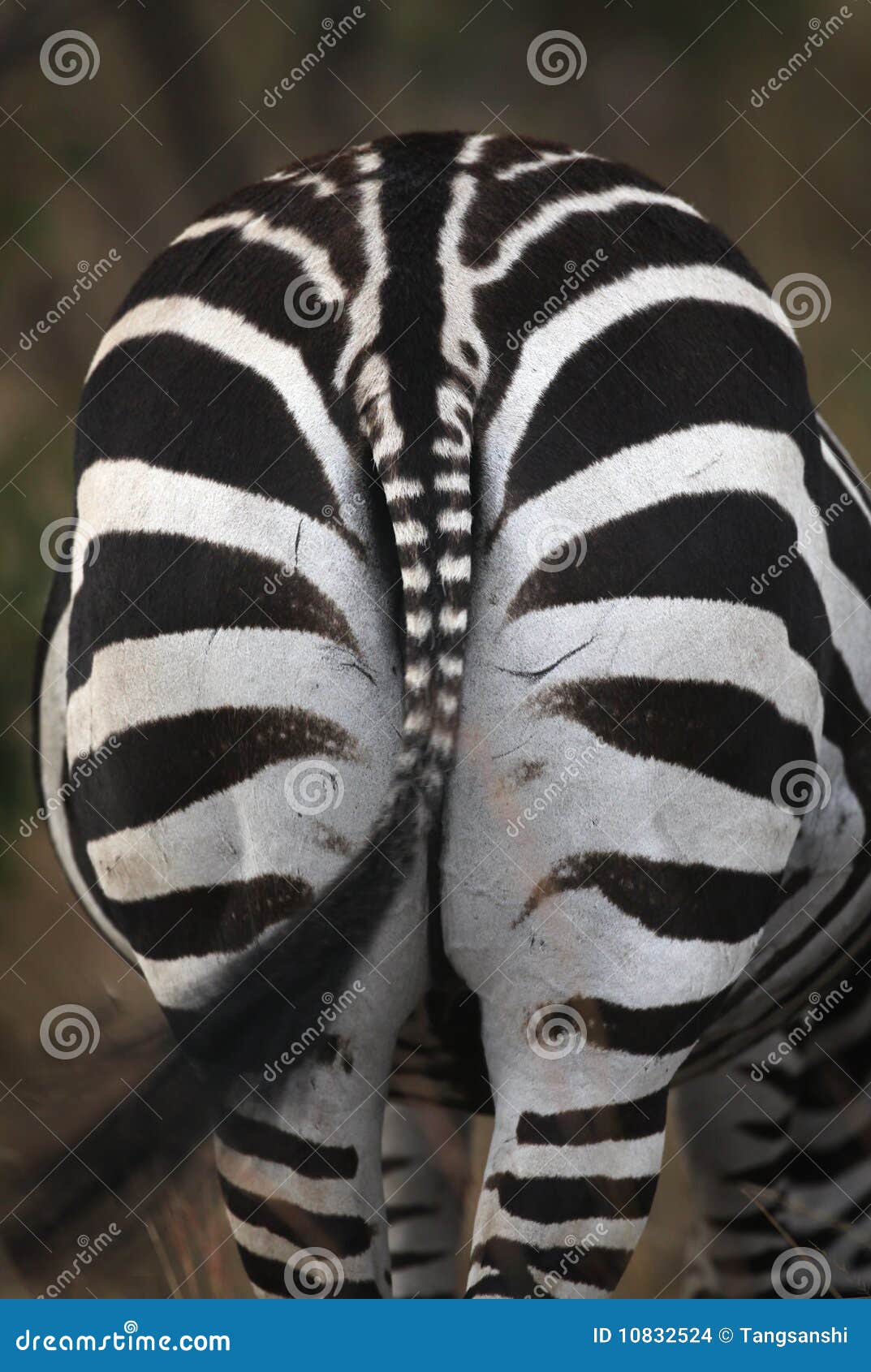 Zebra rear stock photo. Image of wild, africa, tail, rear - 10832524