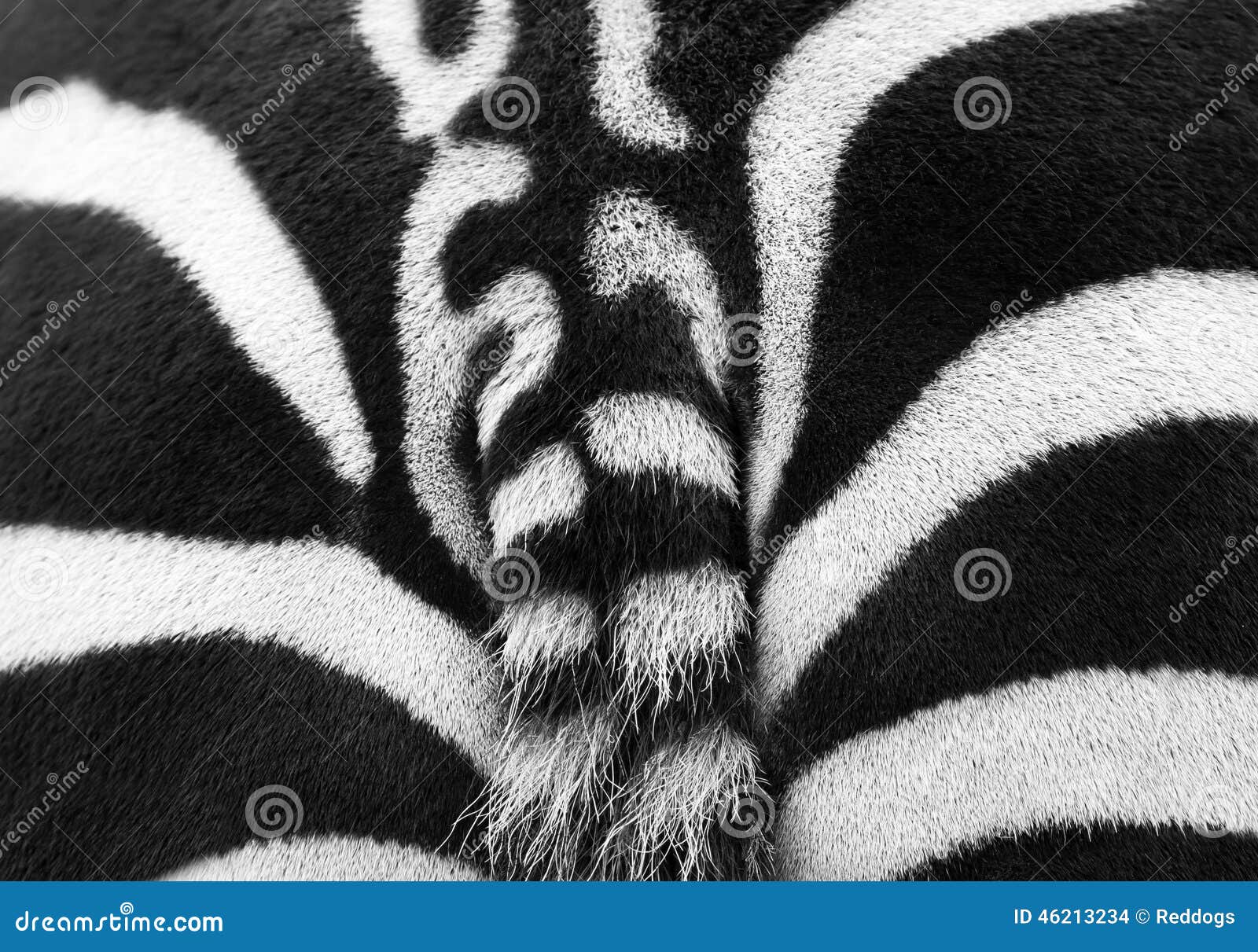 Zebra rear stock photo. Image of animal, striped, coat - 46213234