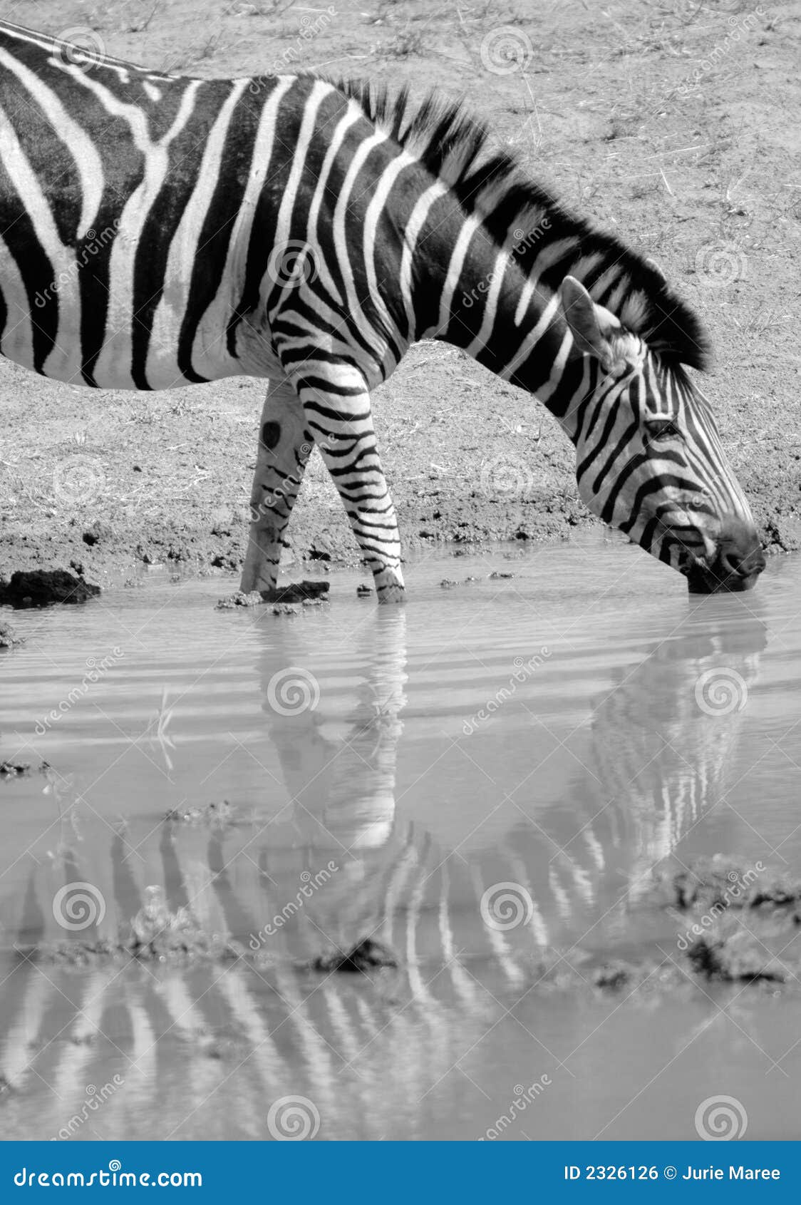 Zebra Reflection. stock photo. Image of water, beast, black - 2326126