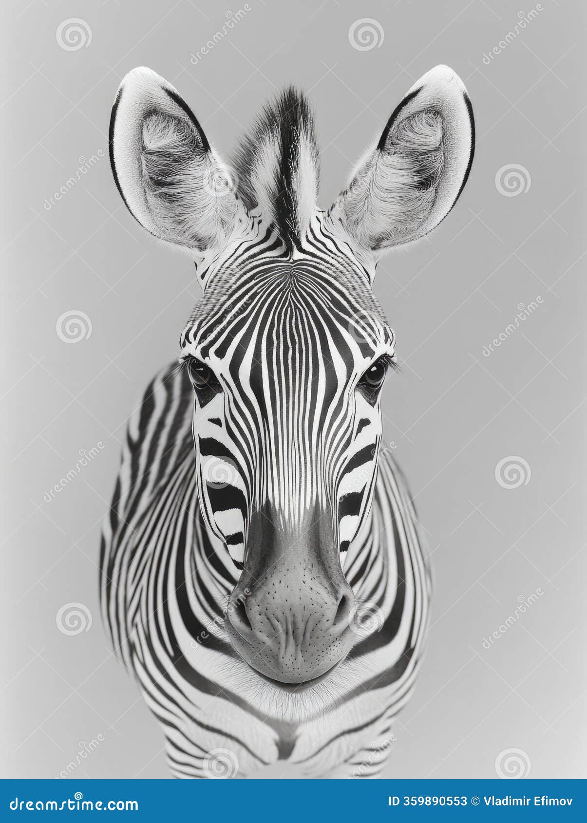 Zebra Reflection stock image. Image of mirror, monochrome - 359890553