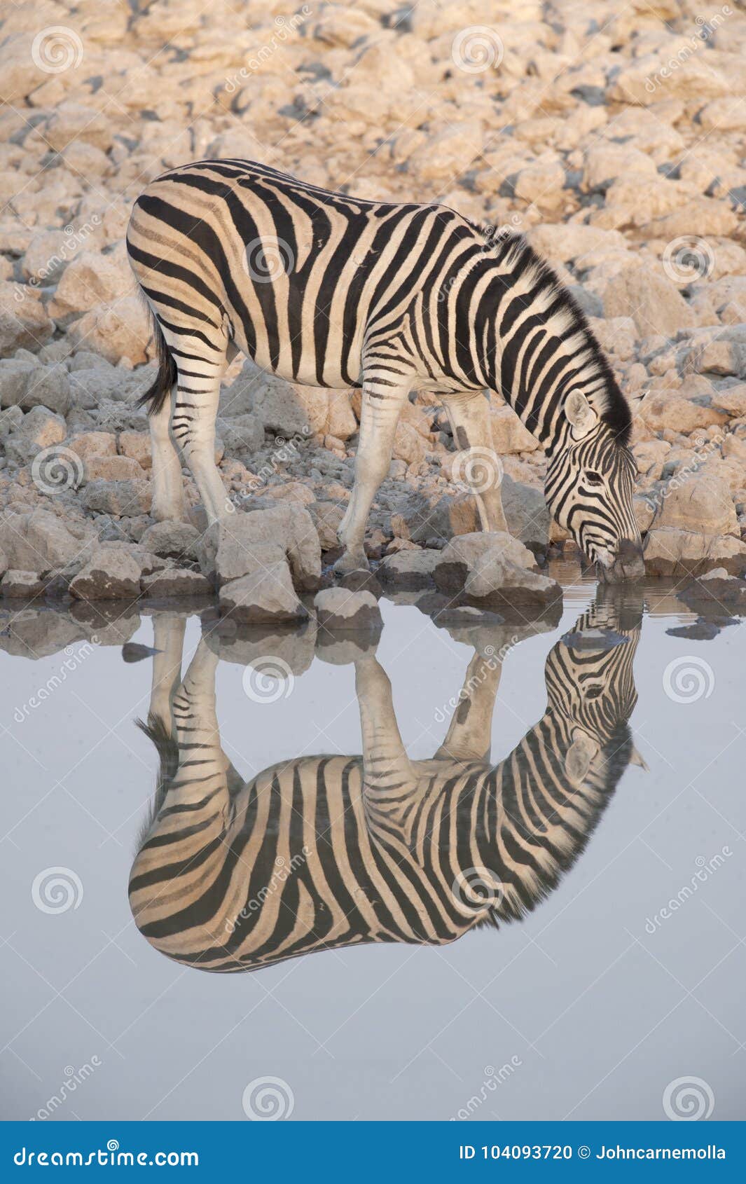 Zebra Reflection in a Waterhole Stock Photo - Image of stripes, namibia ...