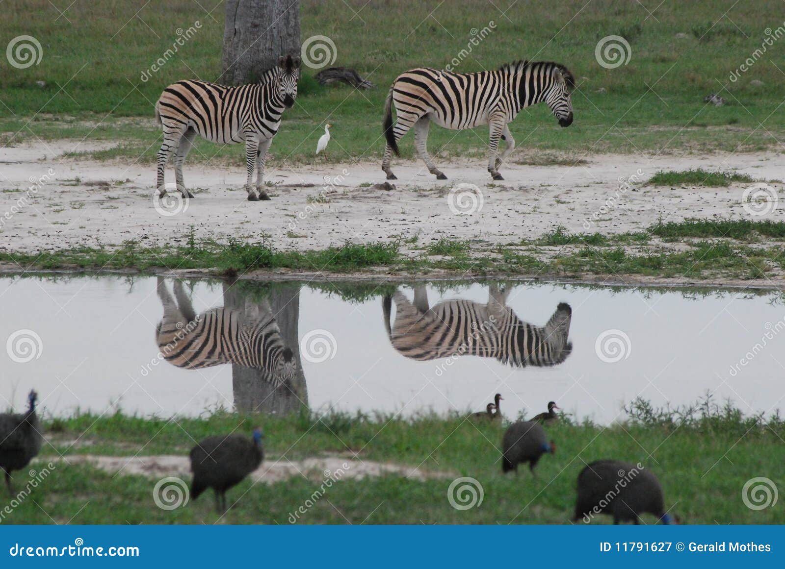 Zebra reflections stock image. Image of reflection, grass - 11791627