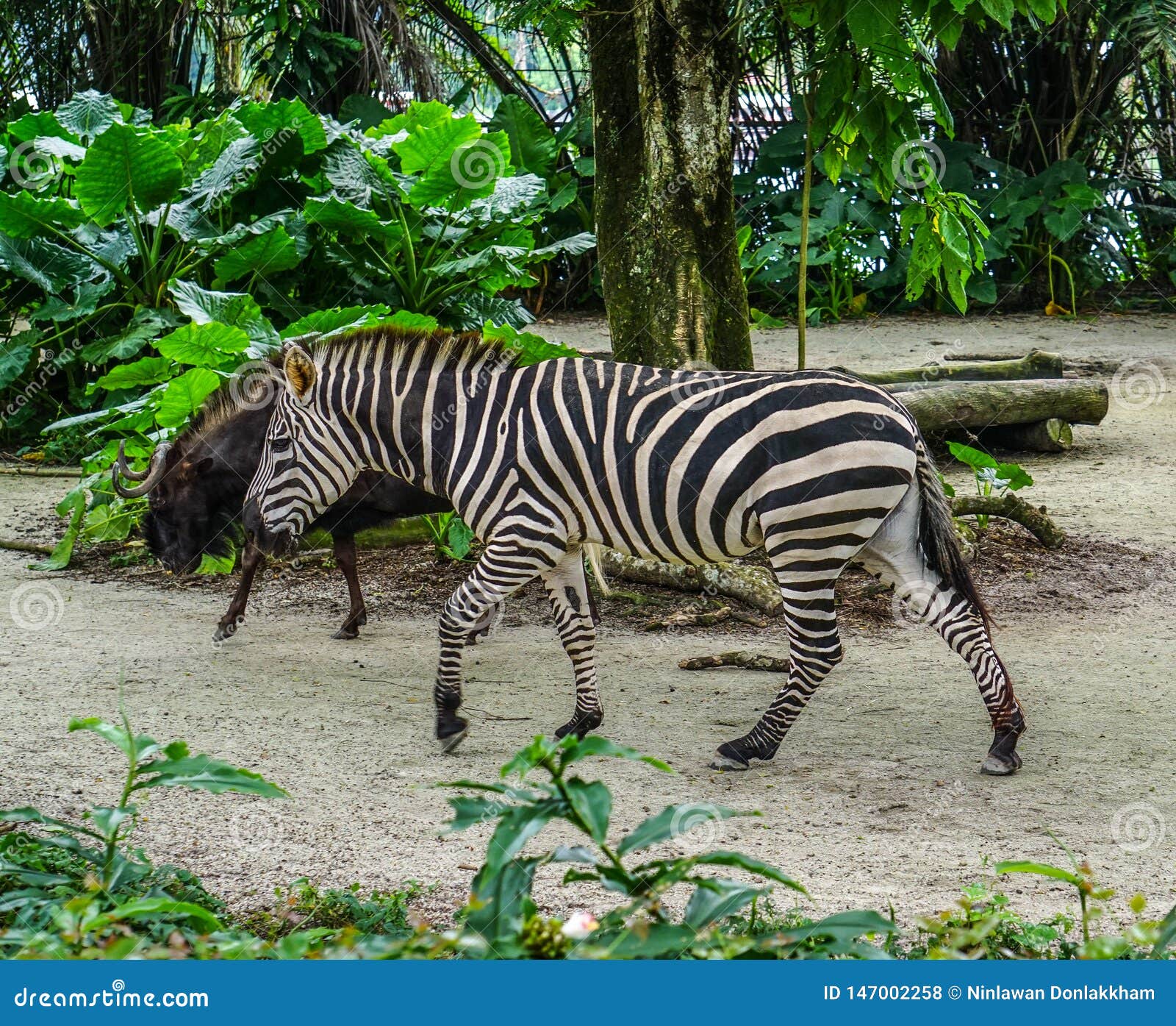 Zebra relaxing in the zoo stock photo. Image of outside - 147002258