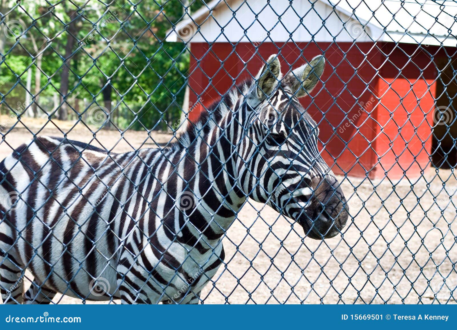 Zebra at Rescue Farm stock image. Image of rescued, barn - 15669501