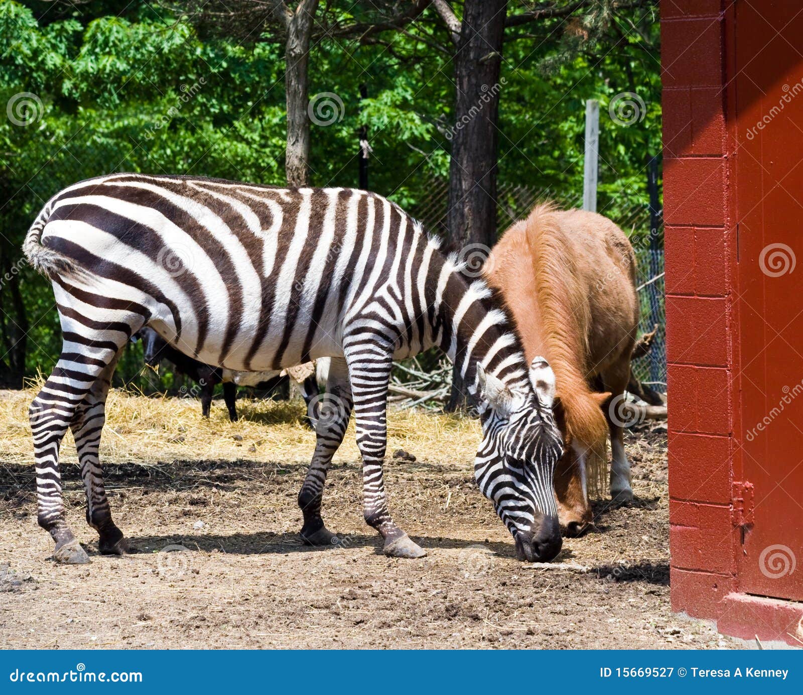 Zebra at Rescue Farm stock image. Image of striped, rescued - 15669527