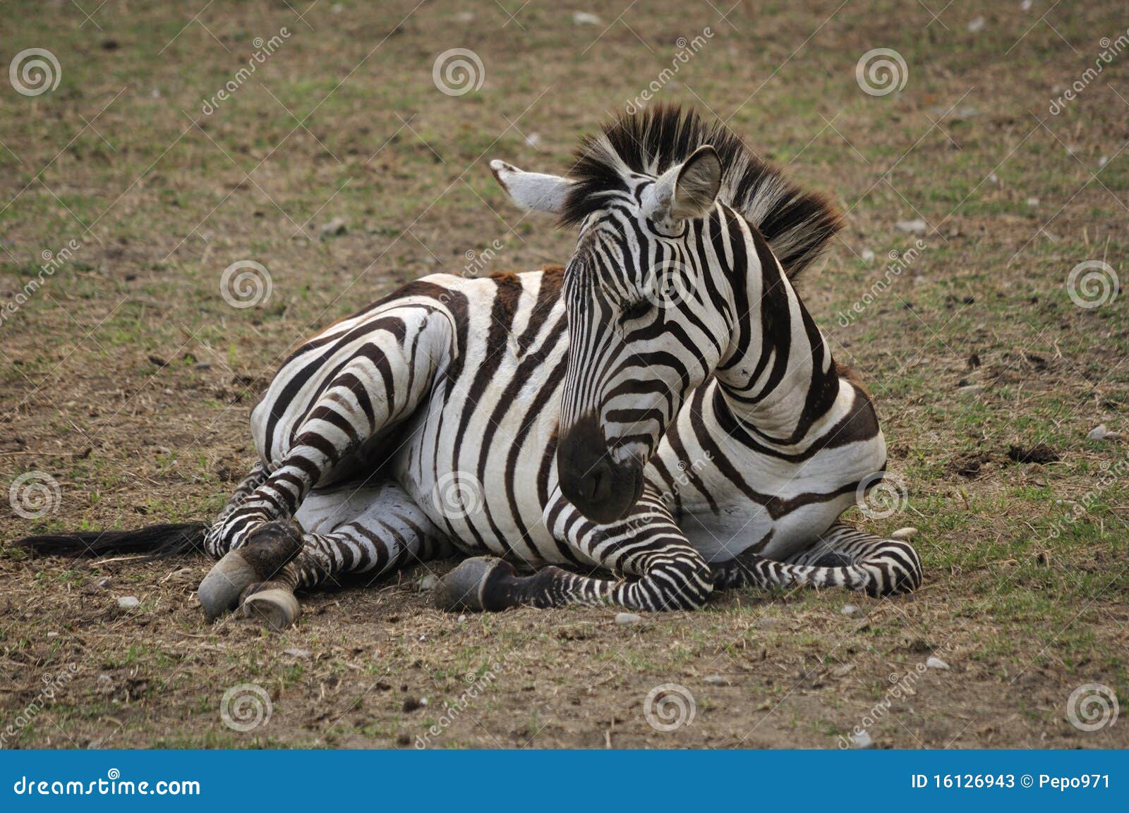 Zebra resting stock image. Image of stripe, zebra, africa - 16126943