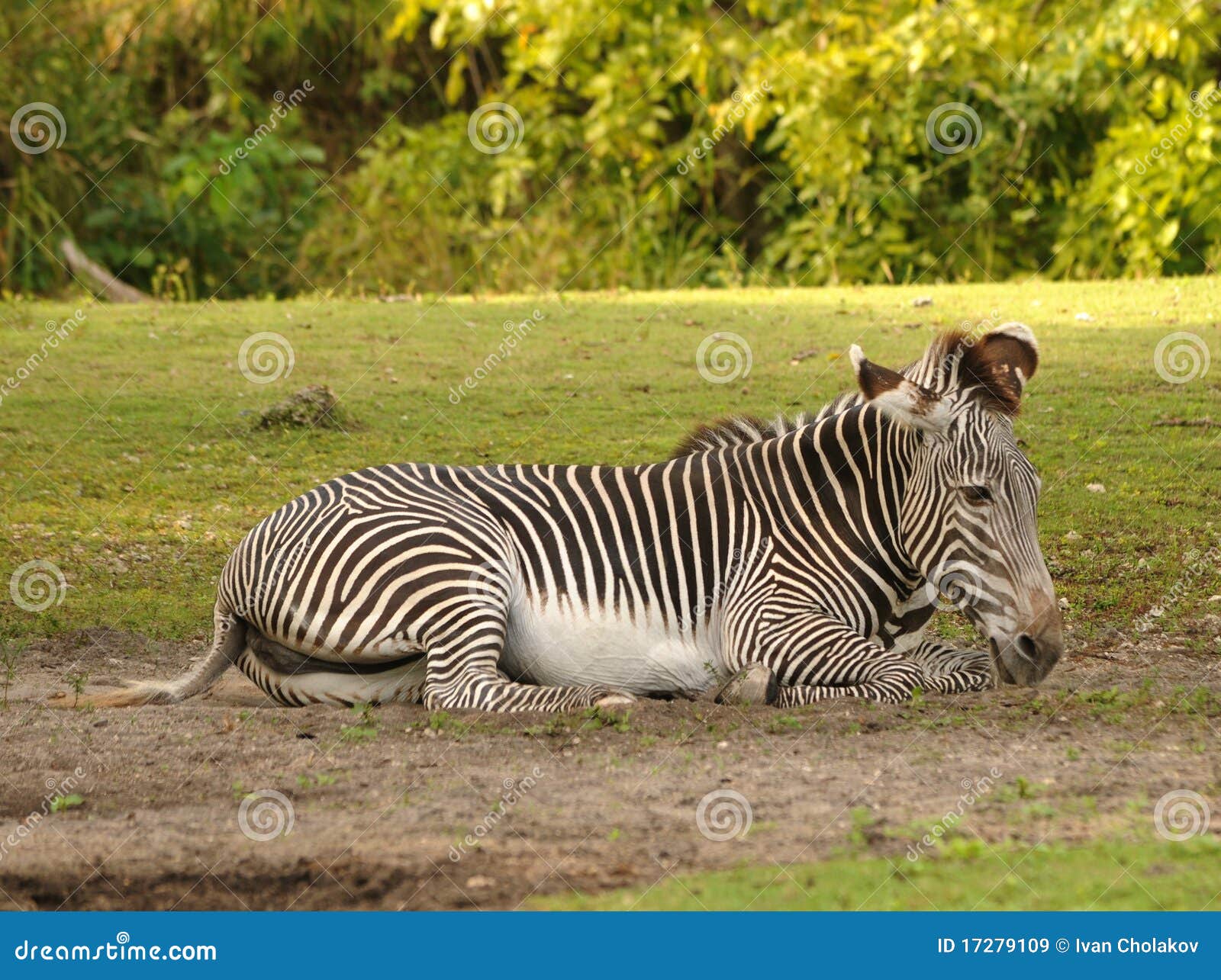 Zebra resting stock image. Image of mammal, wildlife - 17279109