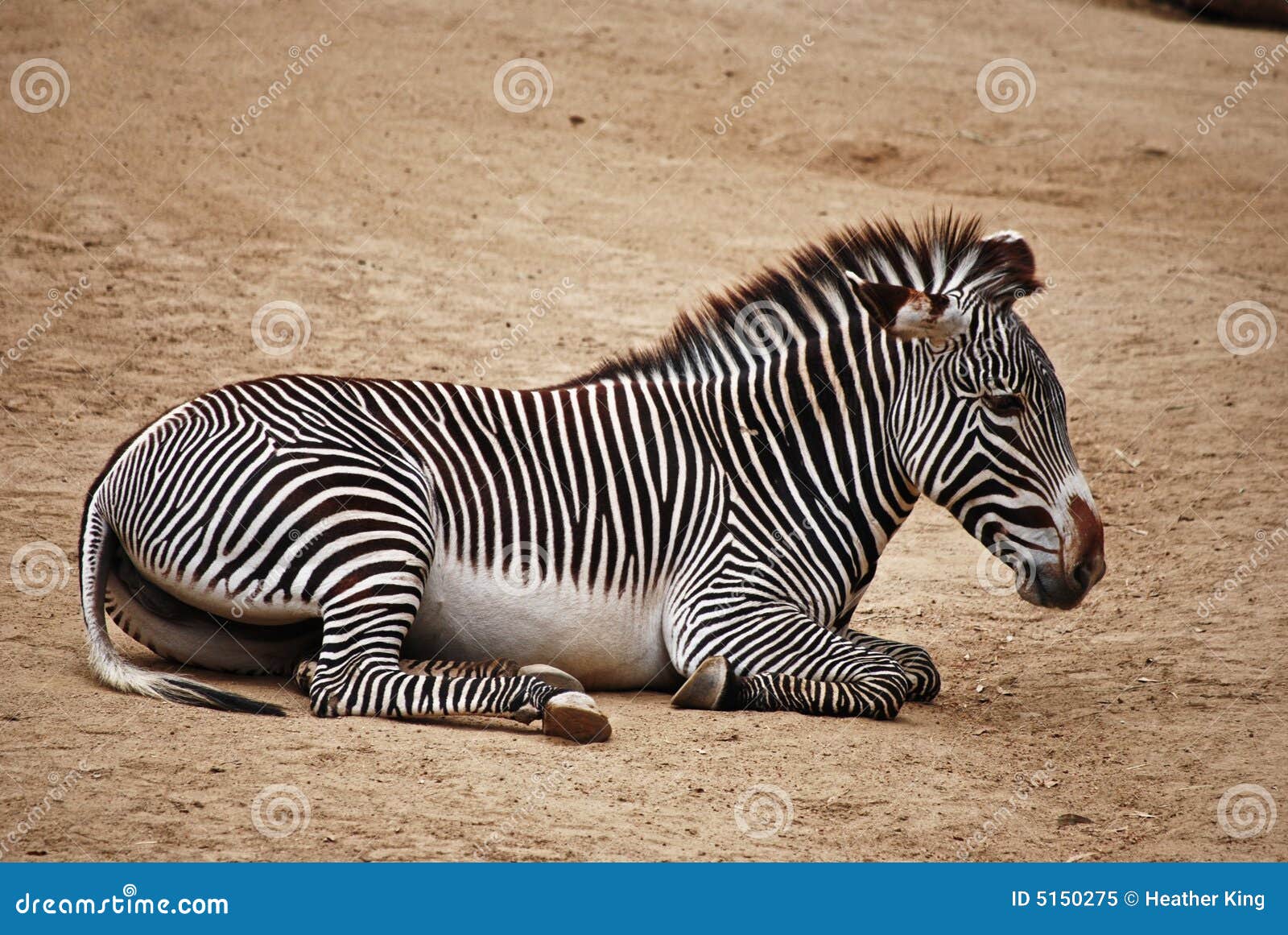 Zebra Resting Picture. Image: 5150275