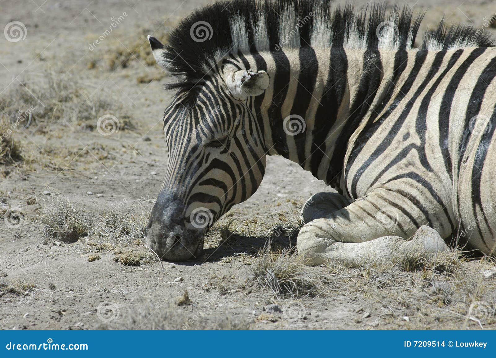 Zebra resting stock photo. Image of stripes, etosha, solitude - 7209514