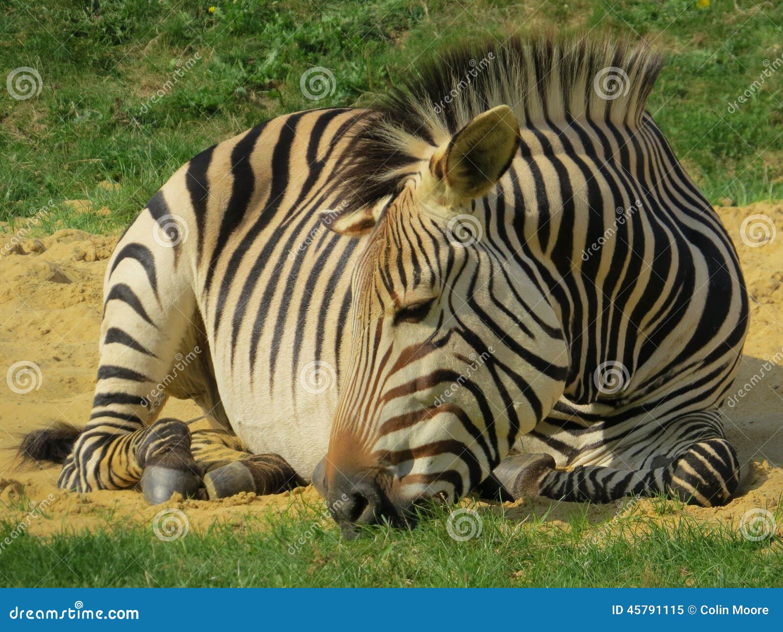 Zebra stock image. Image of africa, resting, zebra, fauna - 45791115
