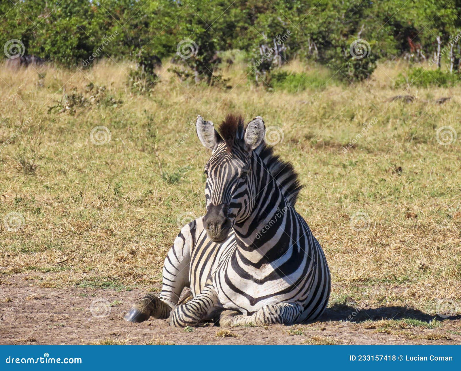 Zebra resting stock photo. Image of journey, east, horizontal - 233157418