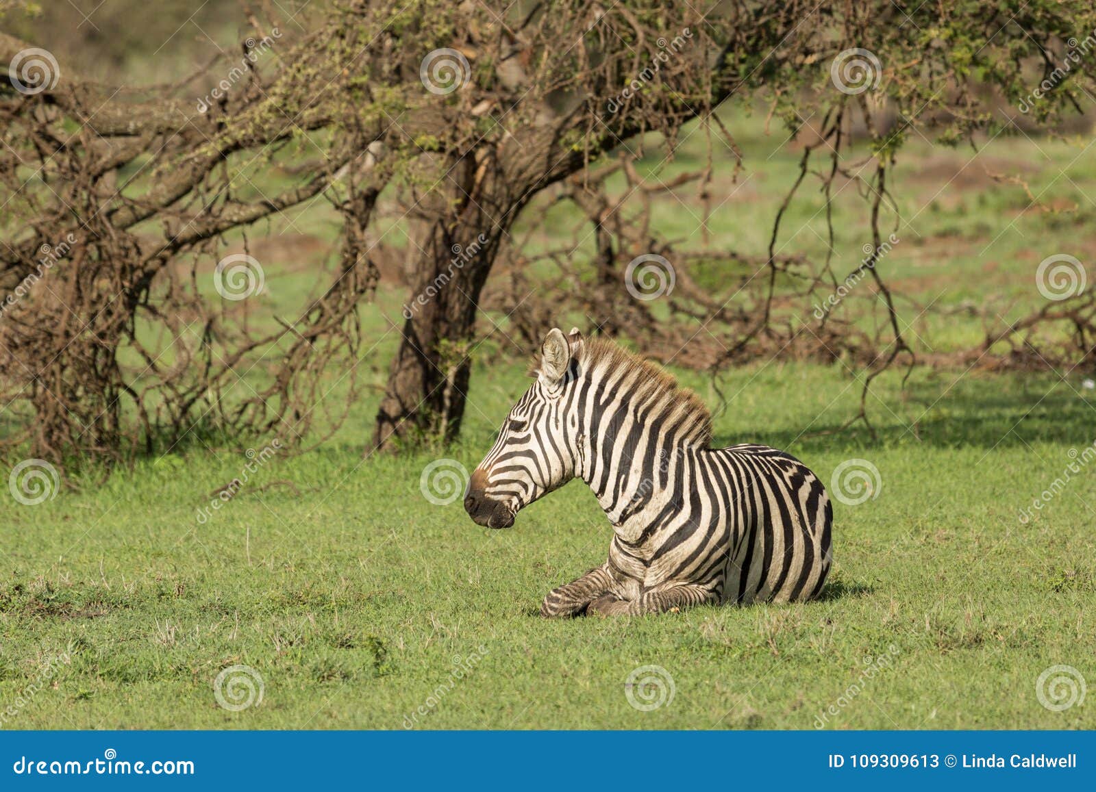 A Zebra Resting on the Grass Stock Image - Image of safari, maasai ...