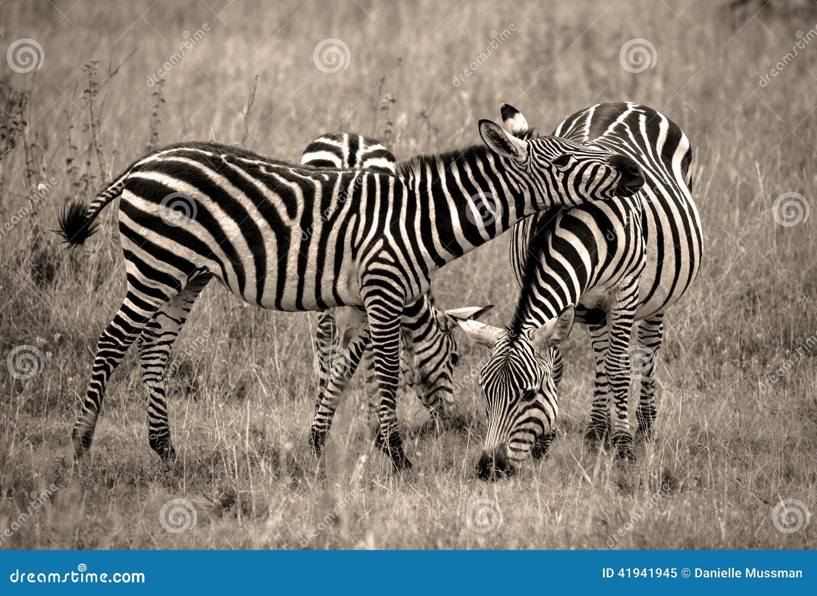 Zebra Resting Head on Friend in Sepia Stock Image - Image of friend ...
