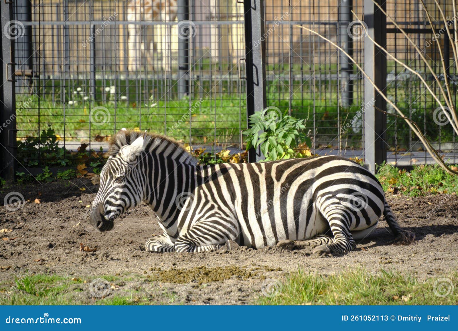 Zebra is Resting Lying Ground Basking in Sun. Stock Image - Image of ...